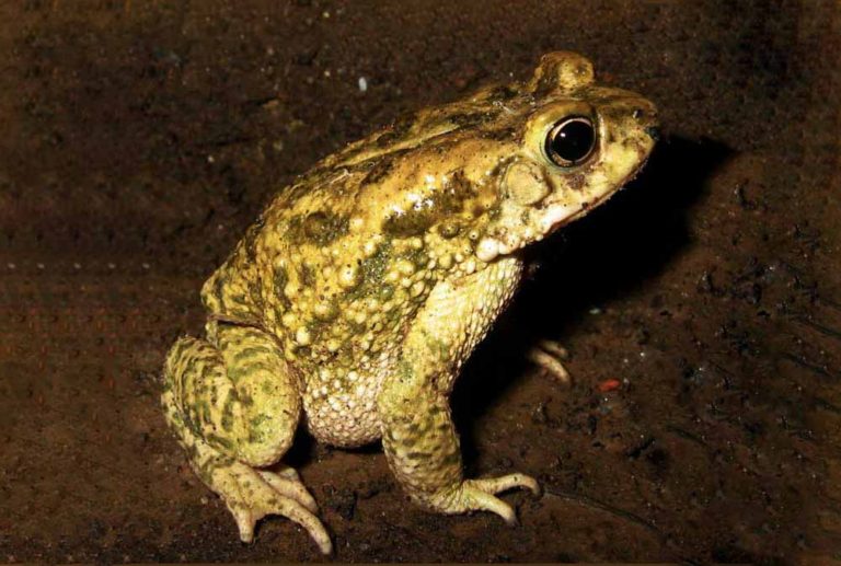 মার্বেল কুনো ব্যাঙ বাংলাদেশের ন্যুনতম বিপদগ্রস্ত এবং এশিয়ার ব্যাঙের ...