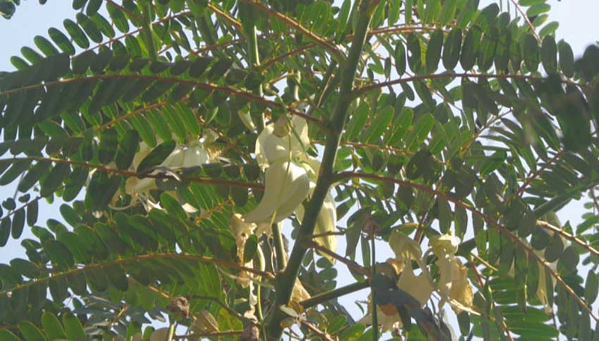 বকফুল পুরাতন ও নতুন পৃথিবীর আলংকারিক গাছ এবং দক্ষিণ ও পূর্ব এশিয়ার ...