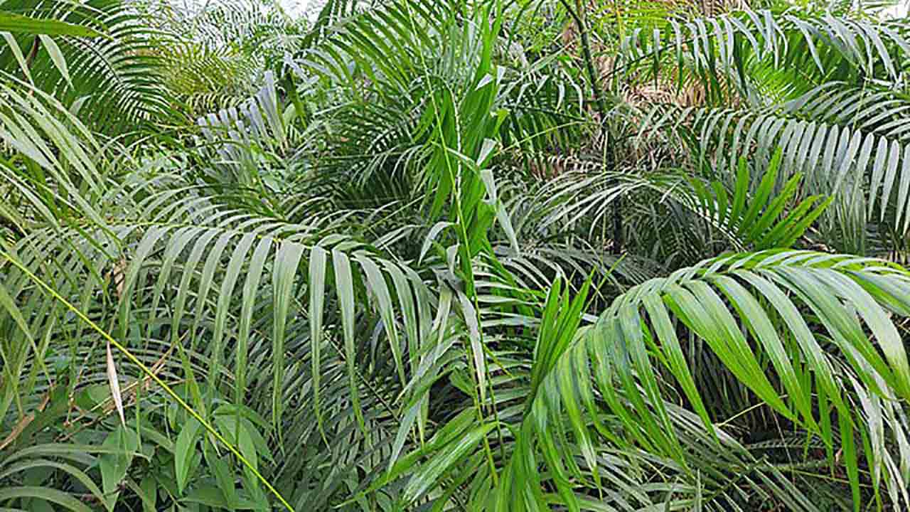 জালি বেত বাংলাদেশের ঝোপ ঝাড়ে জন্মানো লতা - রোদ্দুরে